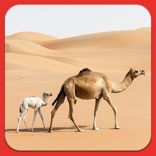 تغذیه شتر - گروه تولیدی یادگار